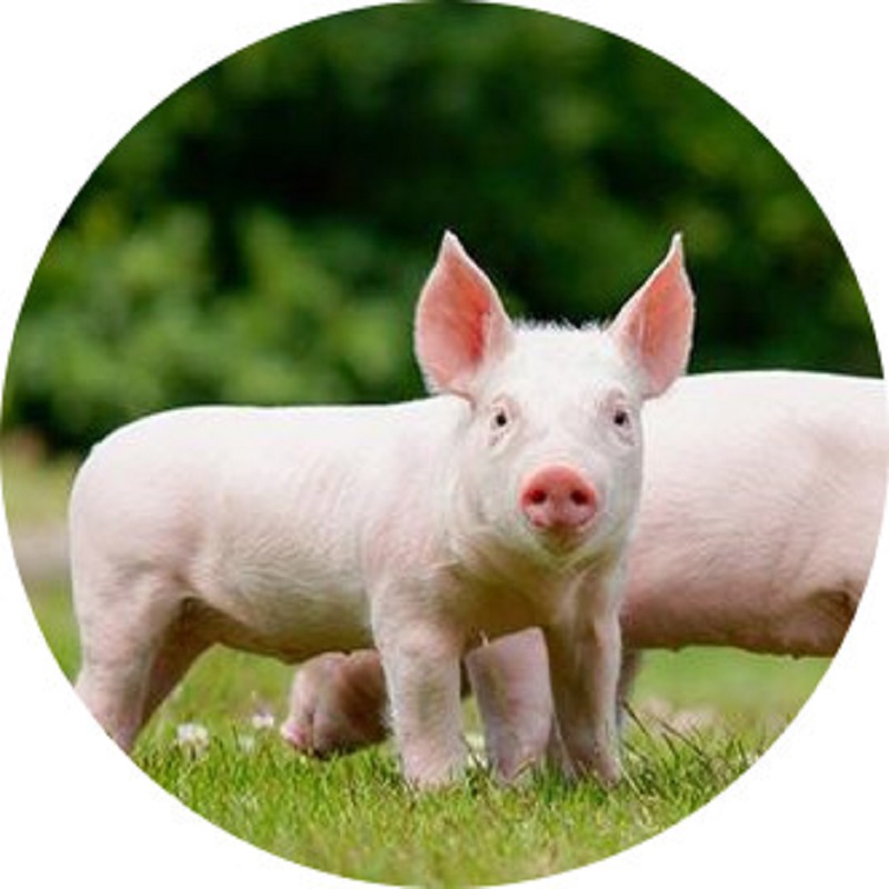 จีน Diludine 98% ผู้ผลิตและซัพพลายเออร์ |E.ดี